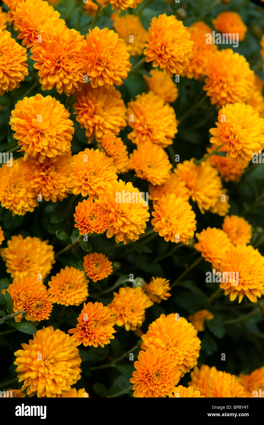 Garden chrysanthemum chrysanthemum indicum hybrid hi-res stock ...