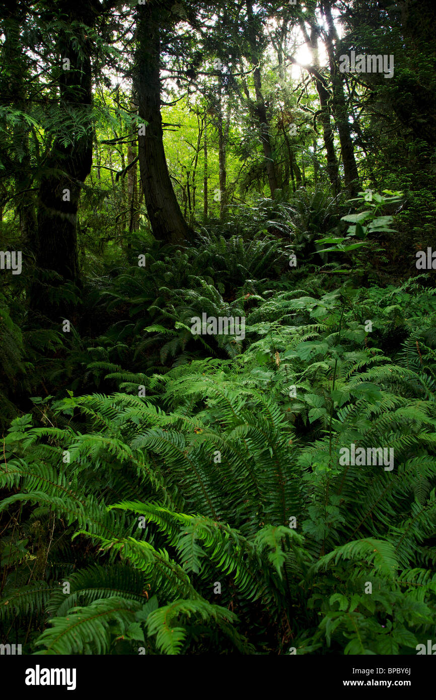 Sword ferns covering forest floor. Flaming Geyser State Park ...