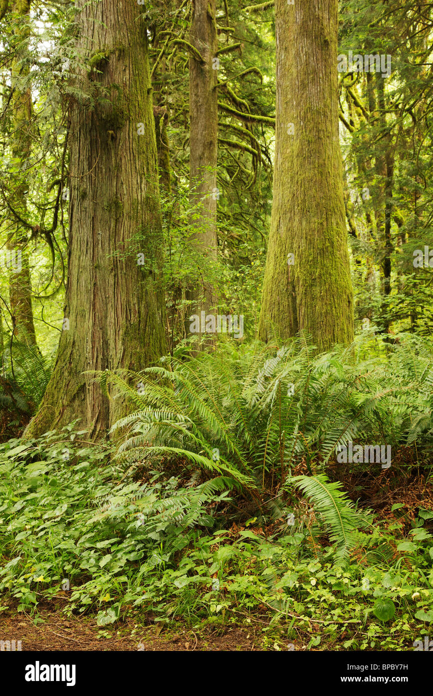 Sword fern and trees. Flaming Geyser State Park, Washington Stock Photo ...