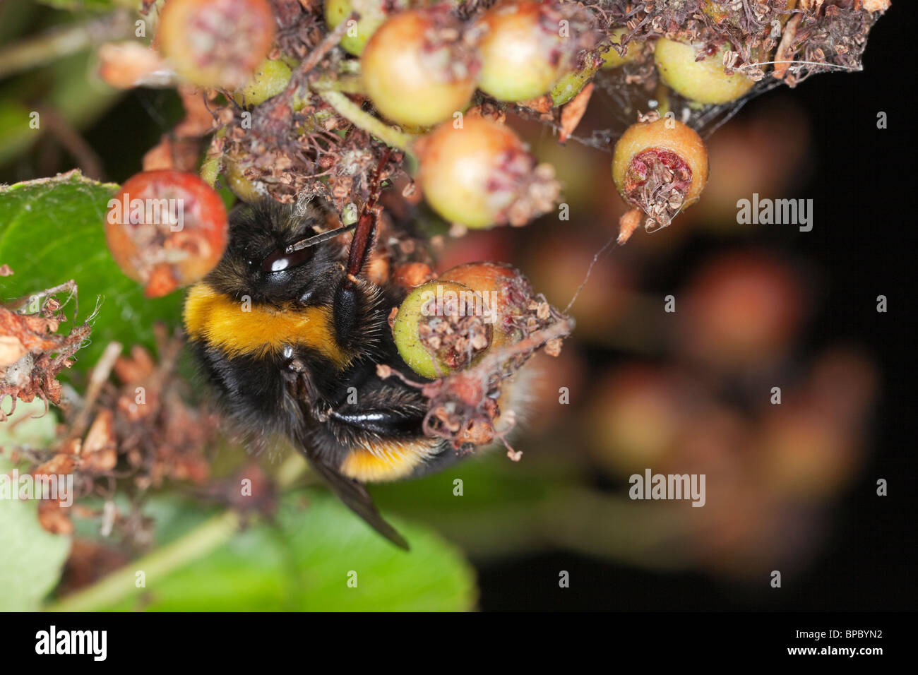 Bee resting hi-res stock photography and images - Alamy