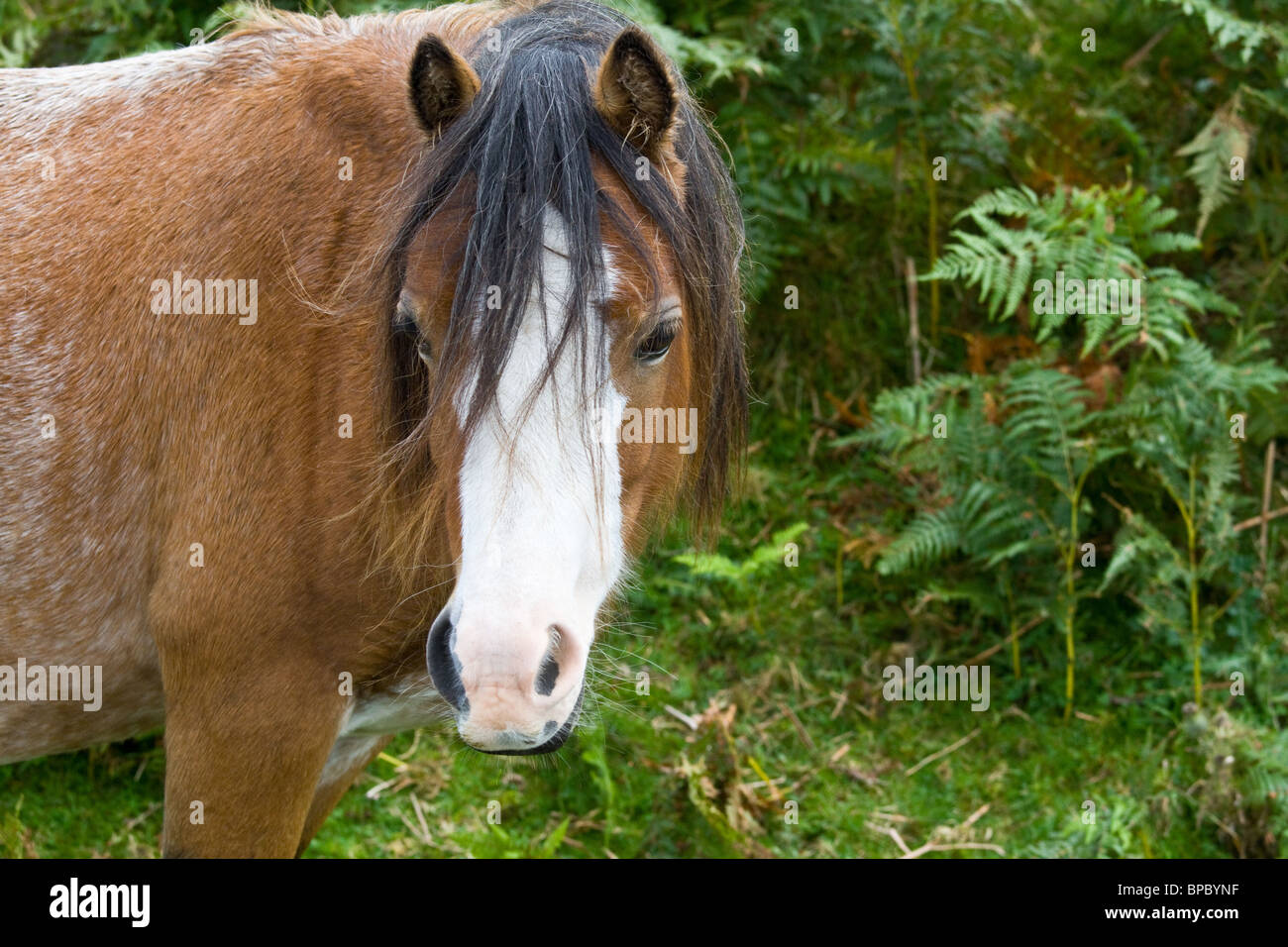 Chestnut roan pony cob with white blaze on brecon moors Stock Photo - Alamy
