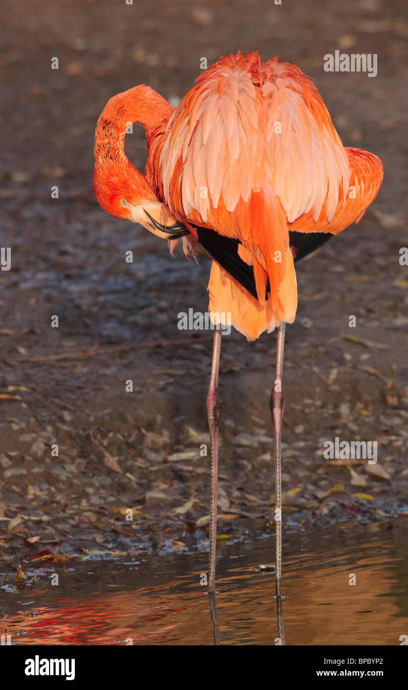 england; captive america flamingo at the zoo Stock Photo - Alamy