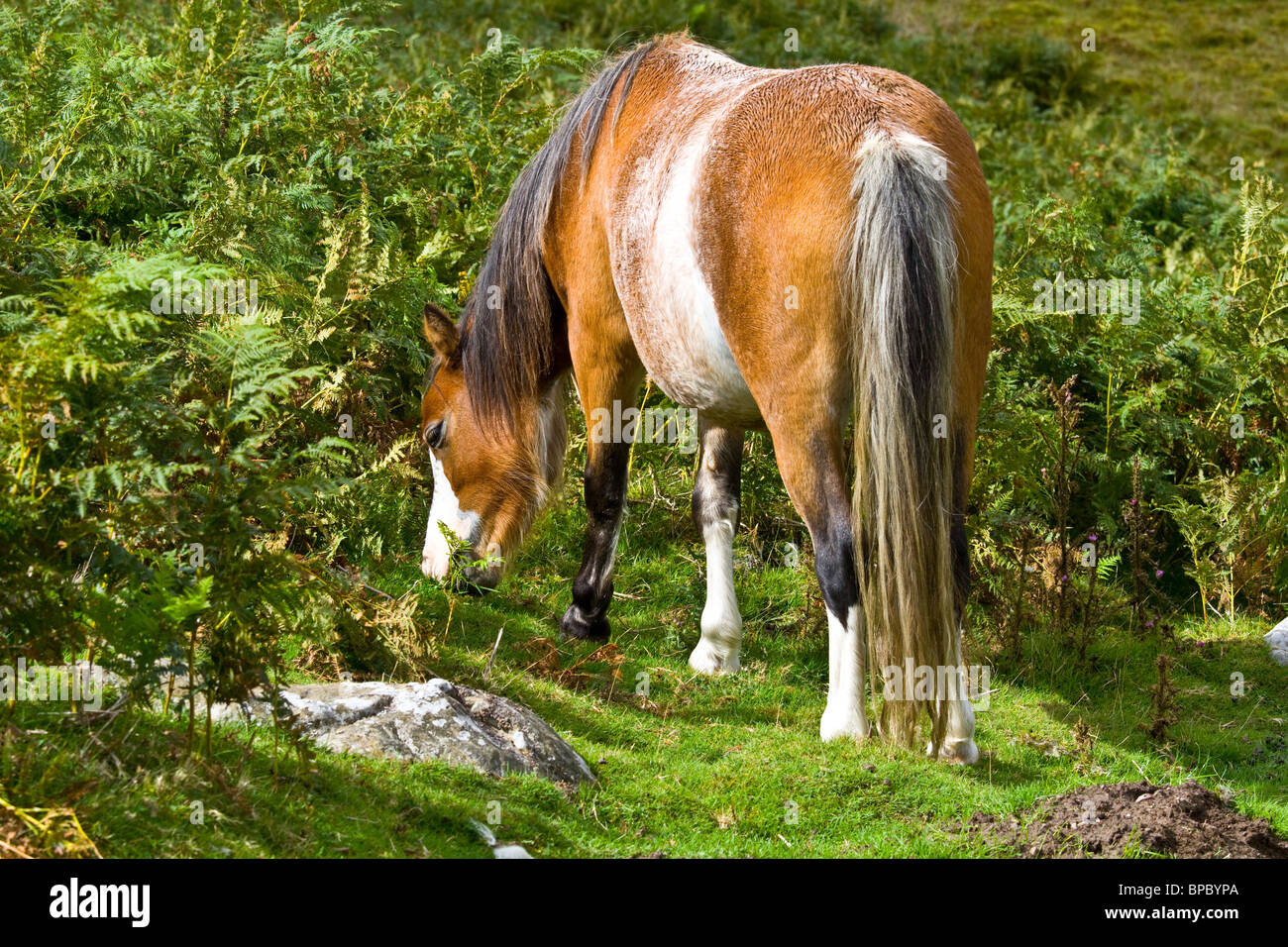 Chestnut roan pony cob grazing on brecon moors Stock Photo - Alamy