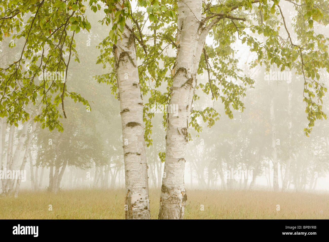 thunder bay, ontario, canada; birch trees in the fog Stock Photo - Alamy