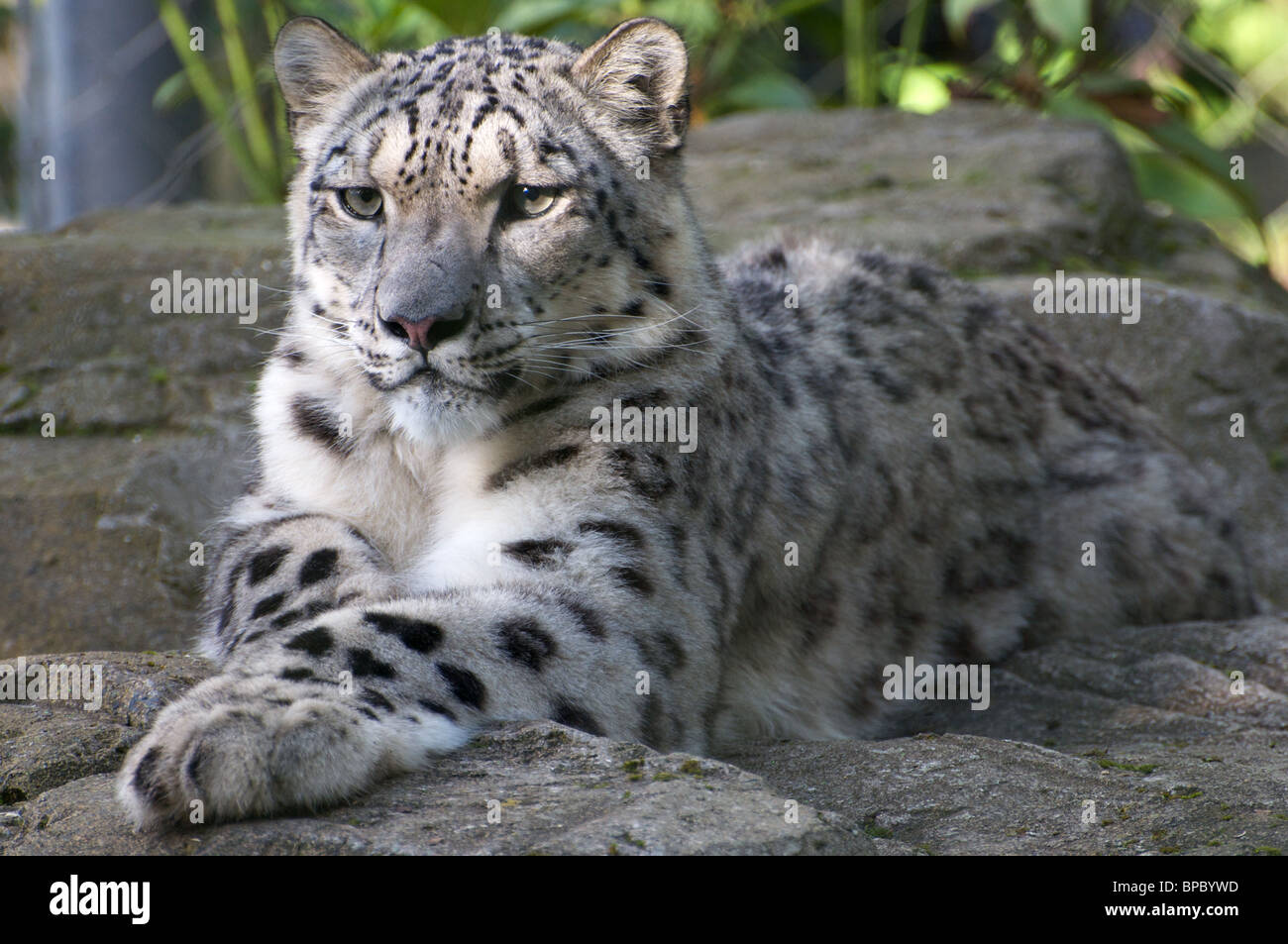 Male snow leopard Stock Photo - Alamy