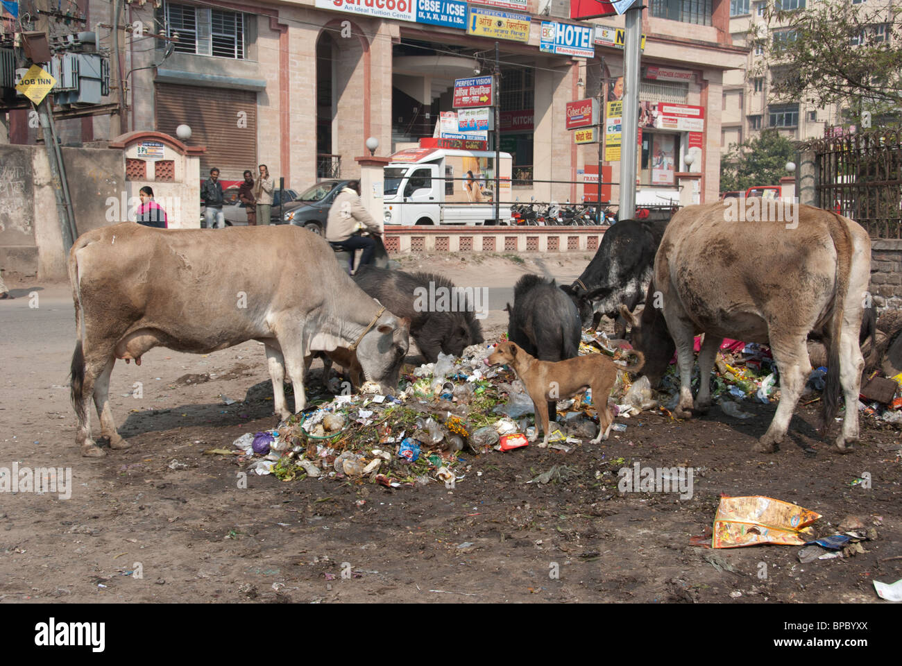 Stray pigs hi-res stock photography and images - Alamy