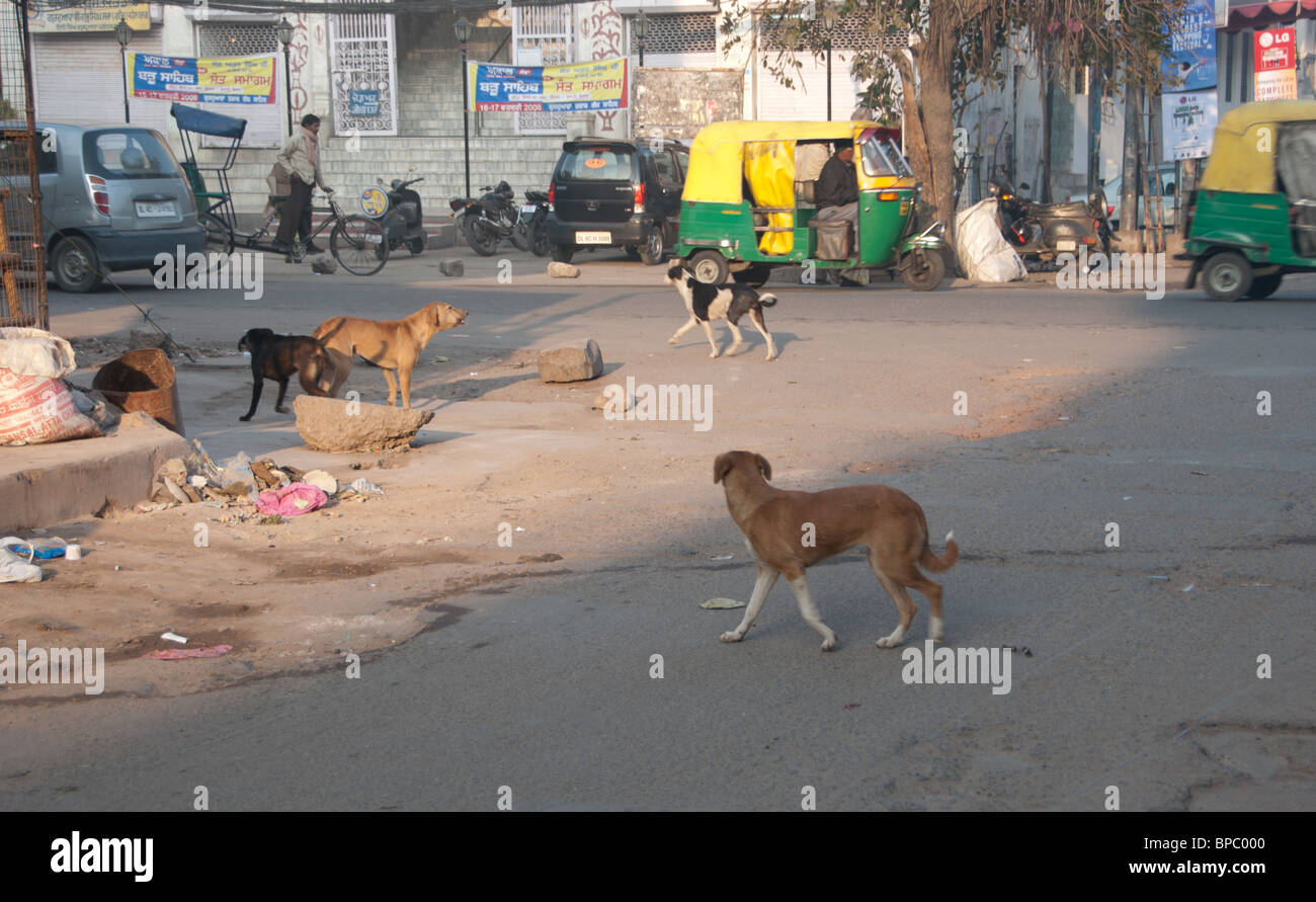 Rabies Increasing - Over 50% of deaths in the world due to rabies occur ...