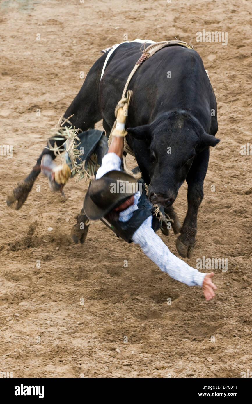 Cowboy riding a bull in a the bull riding competition, Chaffee County ...
