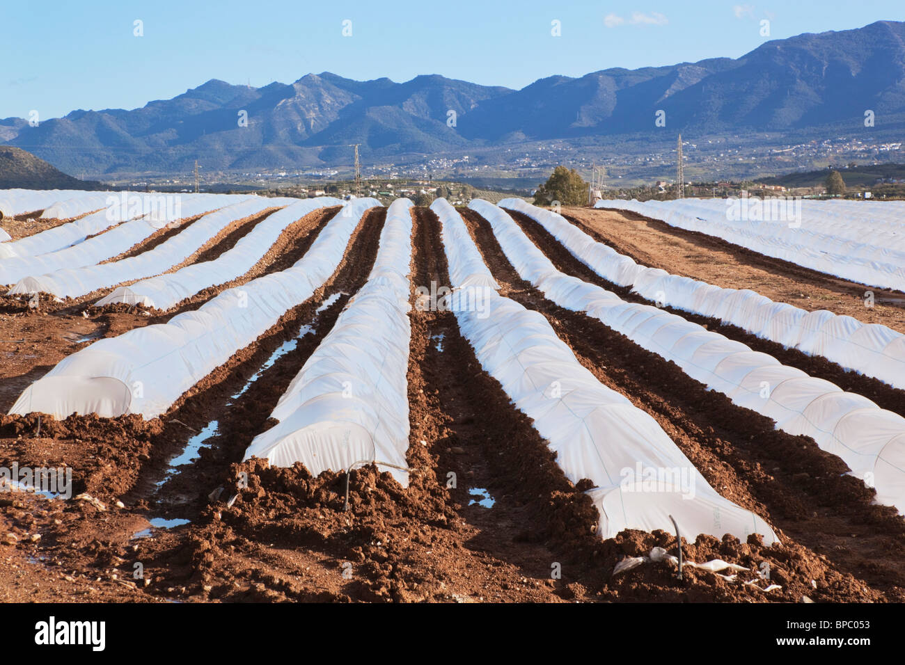 malaga, andalusia, spain; crops growing in plastic (polythene) tunnels ...
