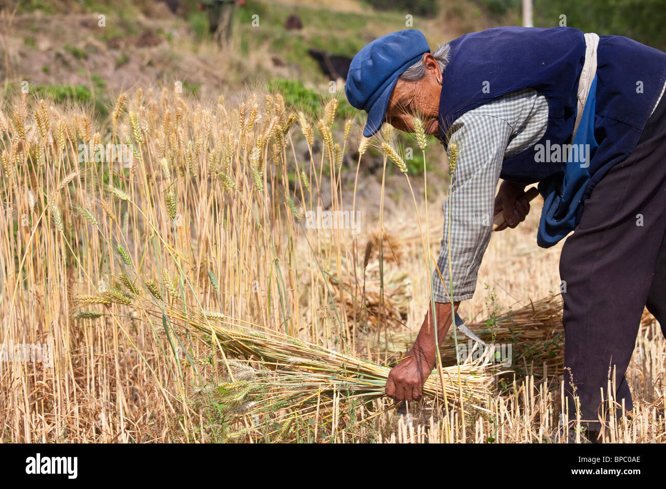 Woman reeping wheat in a field in Southern Yunnan Province, China Stock ...