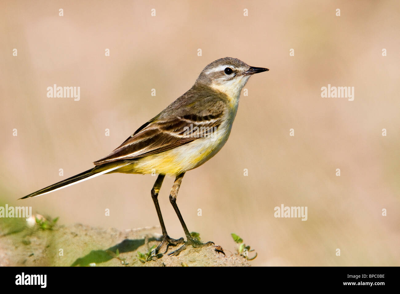 Yellow Wagtail; Motacilla flava; female Stock Photo - Alamy