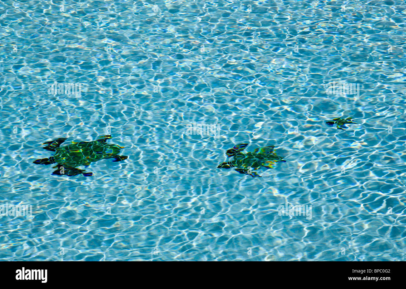 Three tiled turtle shapes on the floor of a blue swimming pool with ...