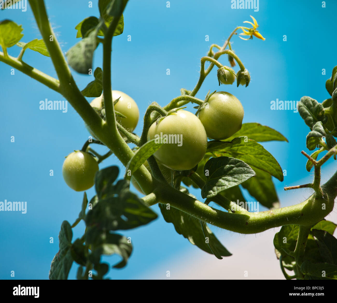 Growing green tomatoes outdoors against a bright blue sky background ...