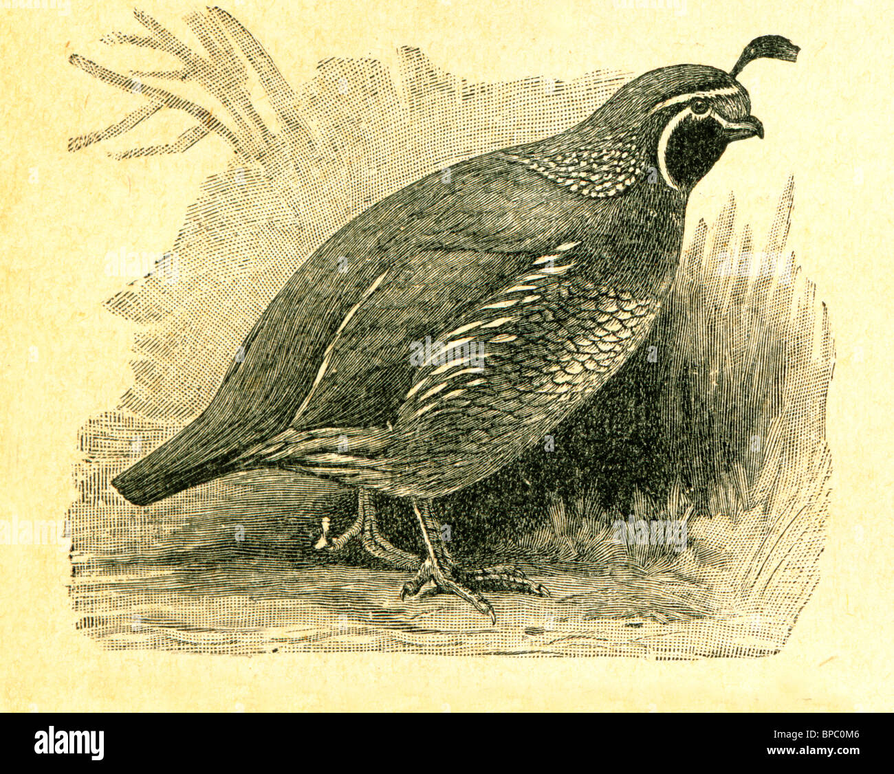 California Quail (Callipepla californica, also known as the California ...