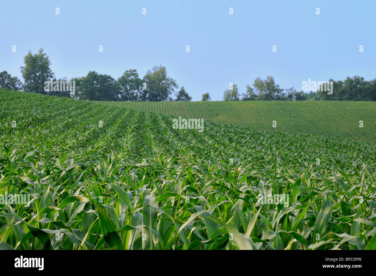 Kentucky crops hi-res stock photography and images - Alamy