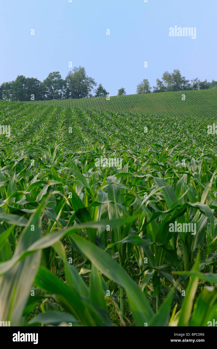 Kentucky crops hi-res stock photography and images - Alamy