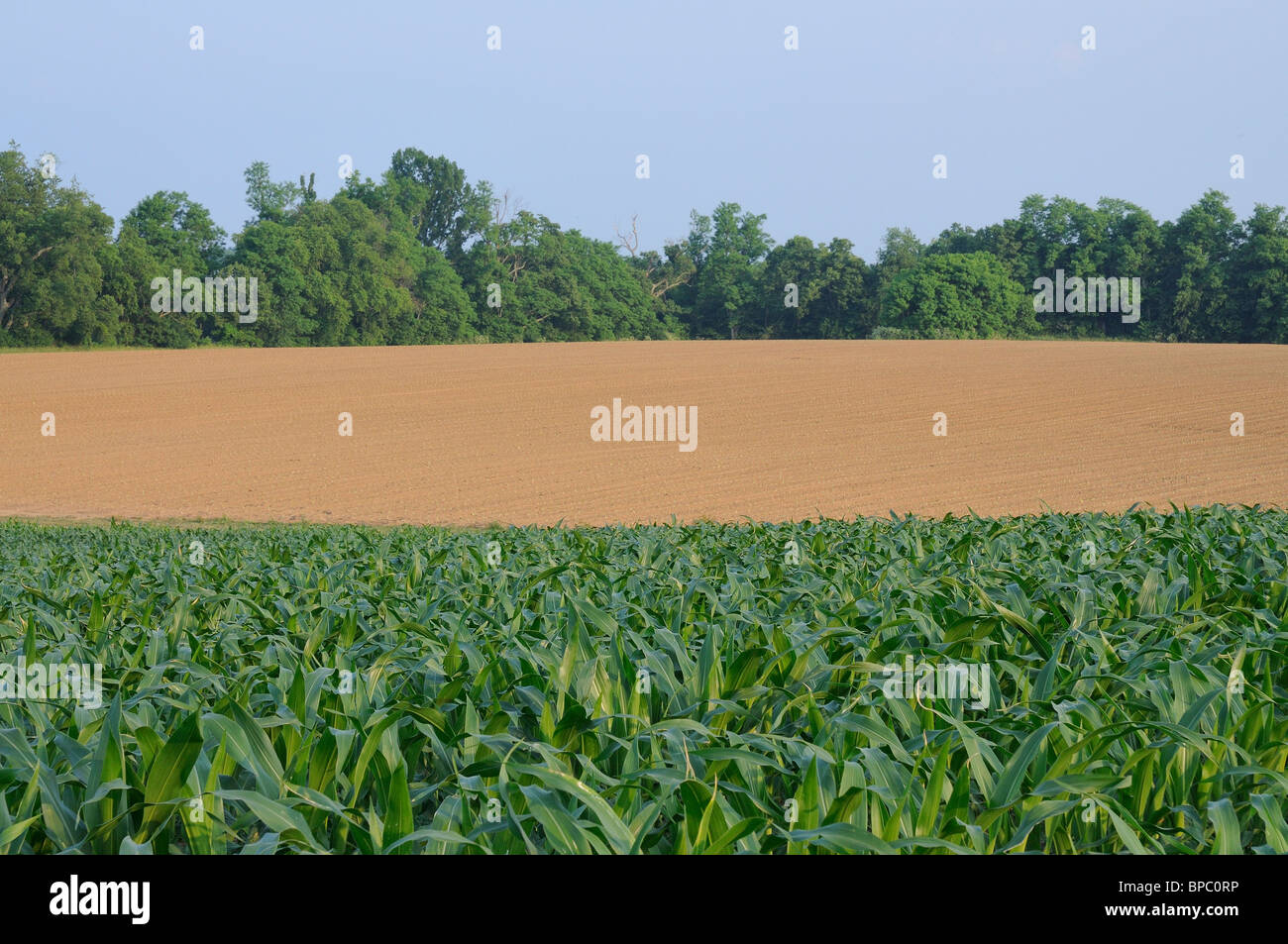 Field of corn growing in Kentucky, USA Stock Photo - Alamy