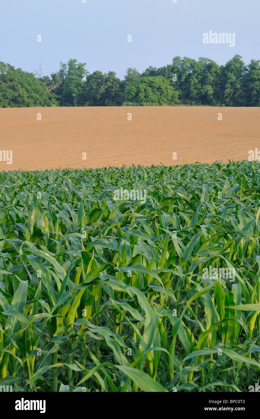 Field of corn growing in Kentucky, USA Stock Photo - Alamy