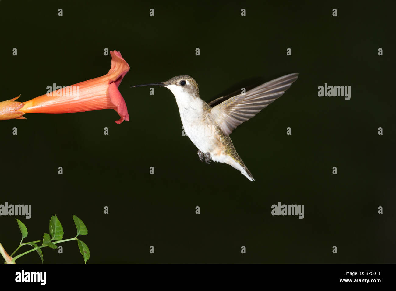 Flying female of ruby-throated hummingbird Stock Photo - Alamy