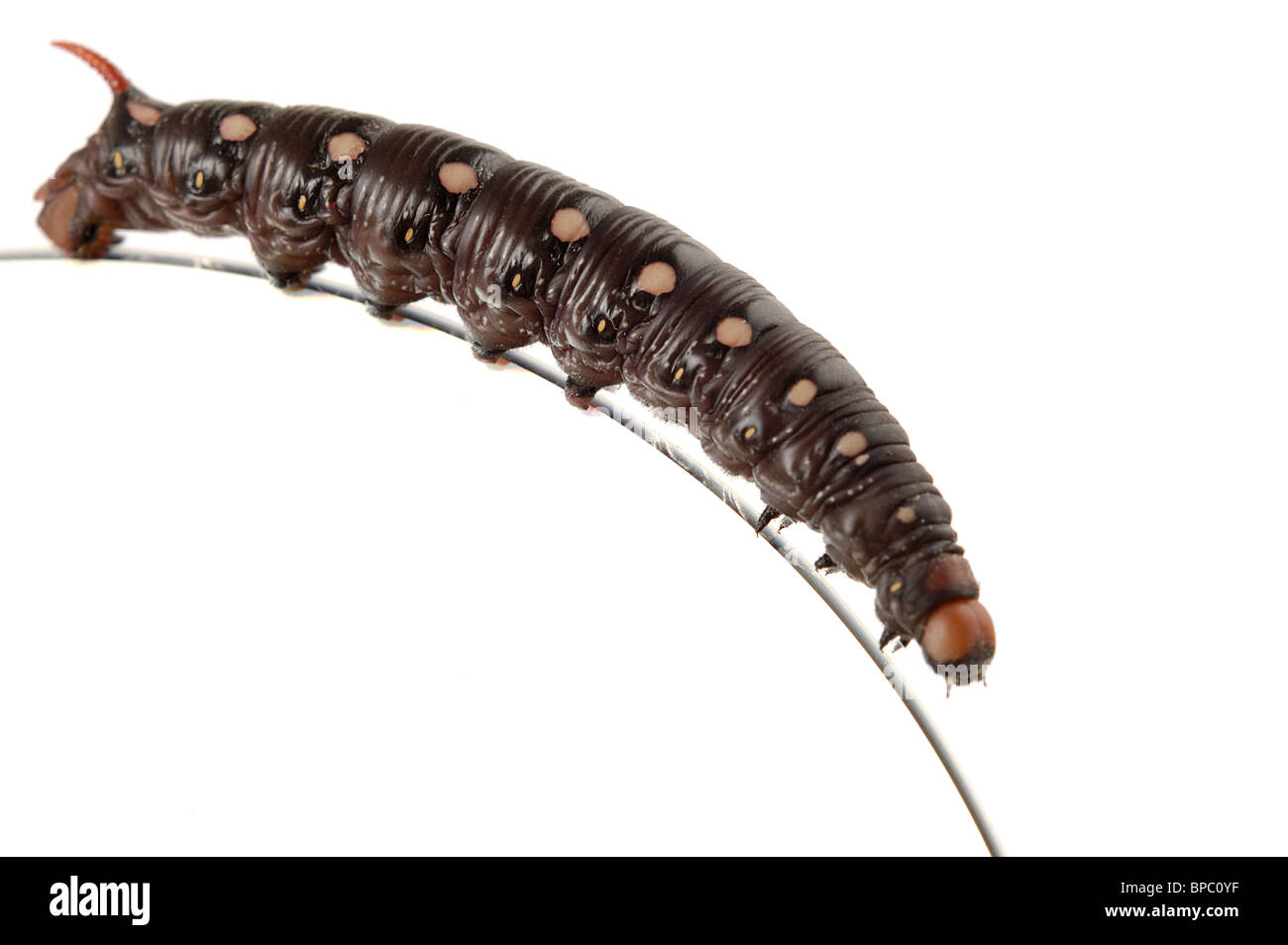 Big black caterpillar on the edge of a compact disk isolated macro on ...