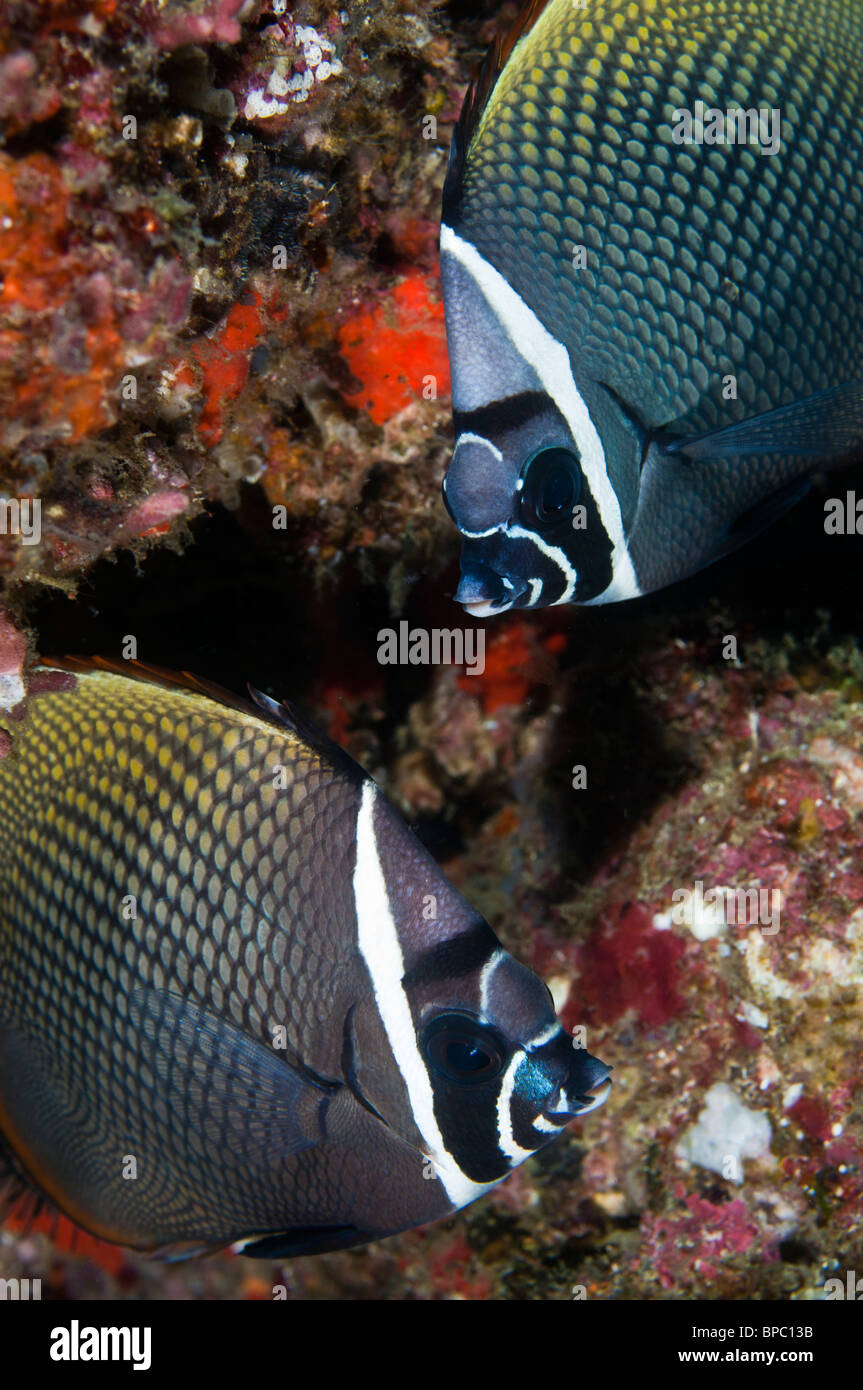 A pair of white collar butterflyfish, Pulau Weh, Sumatra, Indonesia ...