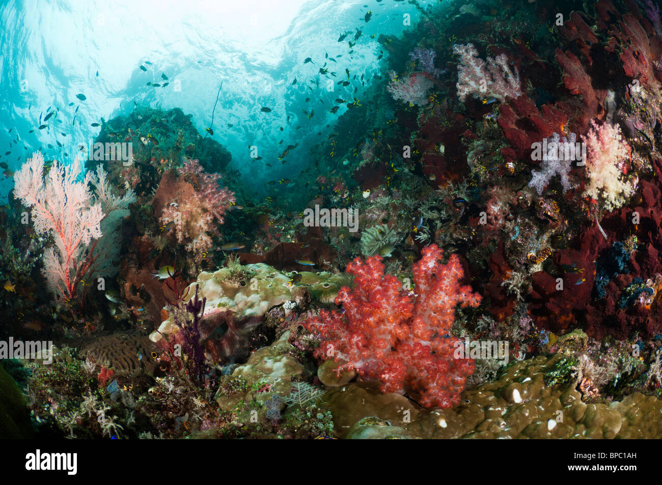 Colourful shallow reef, Misool, West Papua, Indonesia Stock Photo - Alamy