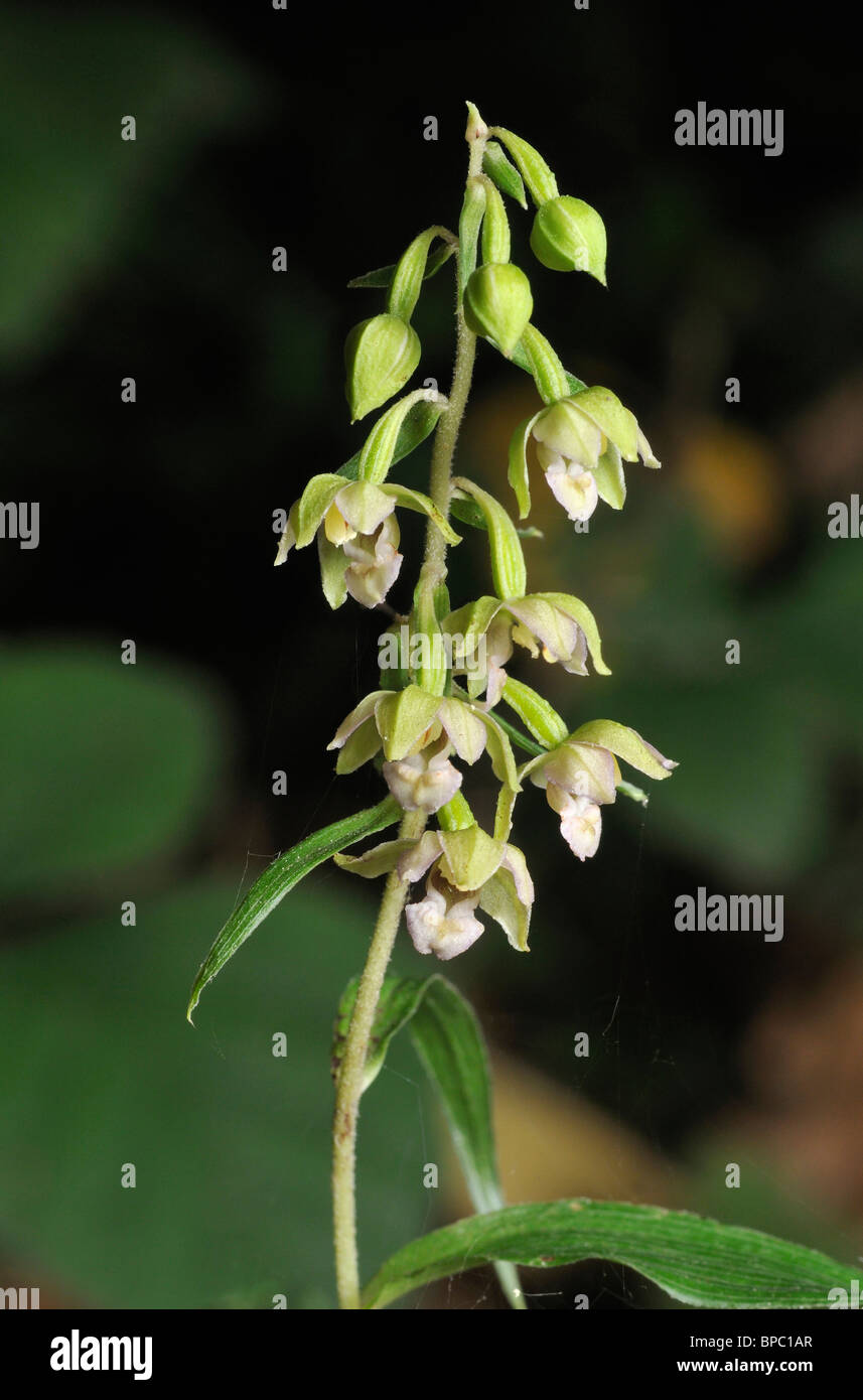 Green-flowered Helleborine Orchid - Epipactis phyllanthes Stock Photo ...