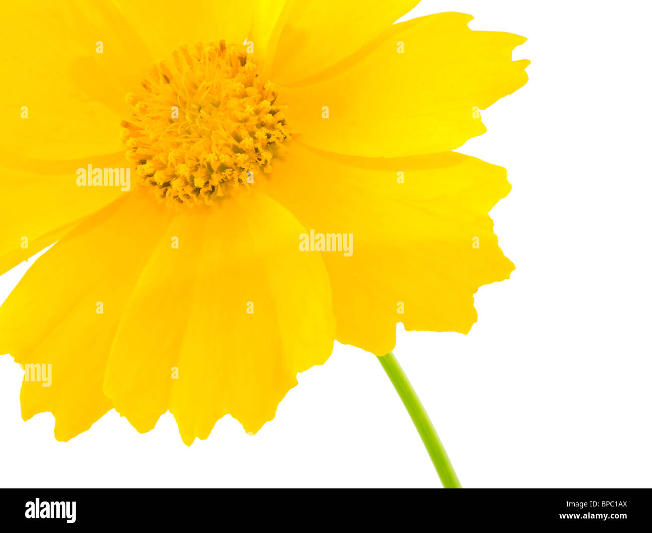 Closeup picture of bright yellow coreposic isolated on white Stock ...