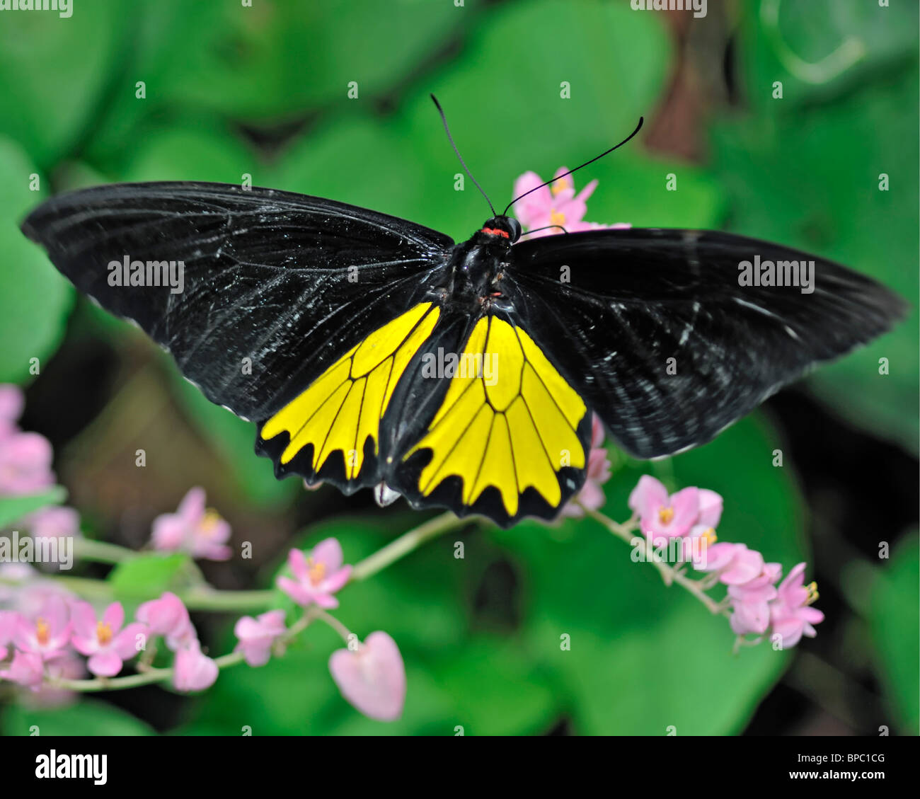 Common Birdwing Butterfly feeding on a Bougainvillea flower - Troides ...