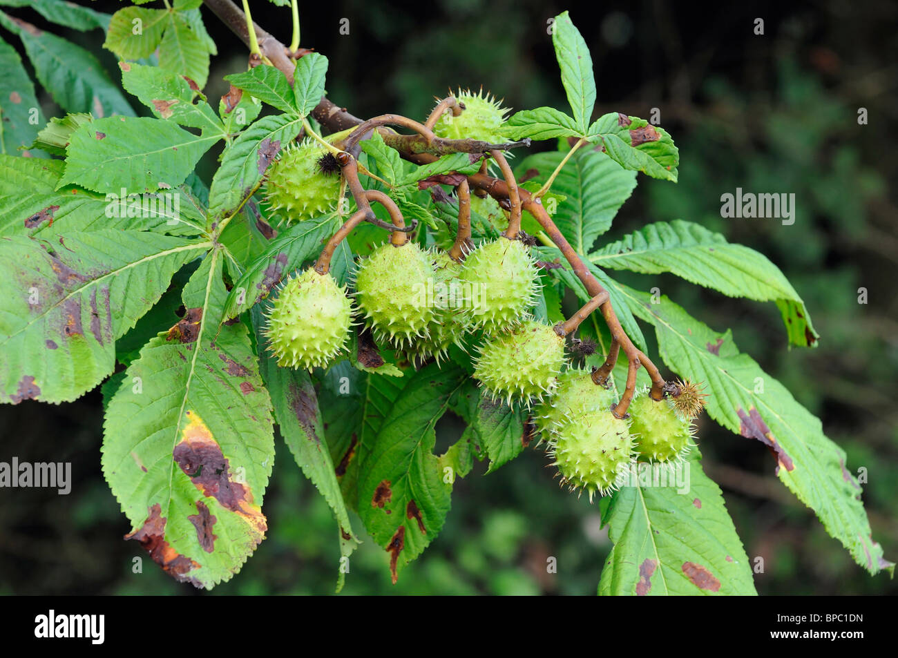 Conkers on Horse Chestnut Tree - Aesculus hippocastanum Stock Photo - Alamy