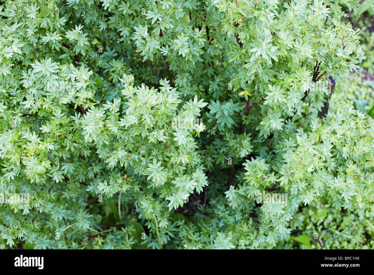 The magnificent green vegetation - bush close up Stock Photo - Alamy