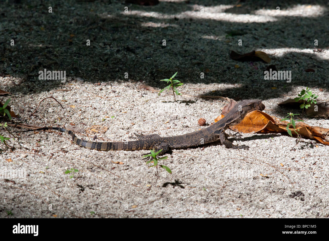 Water monitor (Varanus salvator Stock Photo - Alamy
