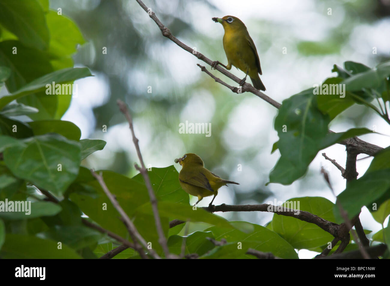 Lemon-bellied White-eye (Zosterops chloris Stock Photo - Alamy