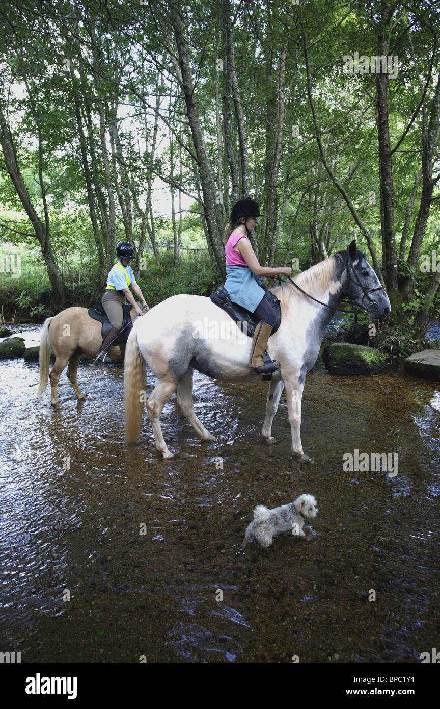 Horse riding through Dartmoor river, Devon, UK Stock Photo - Alamy