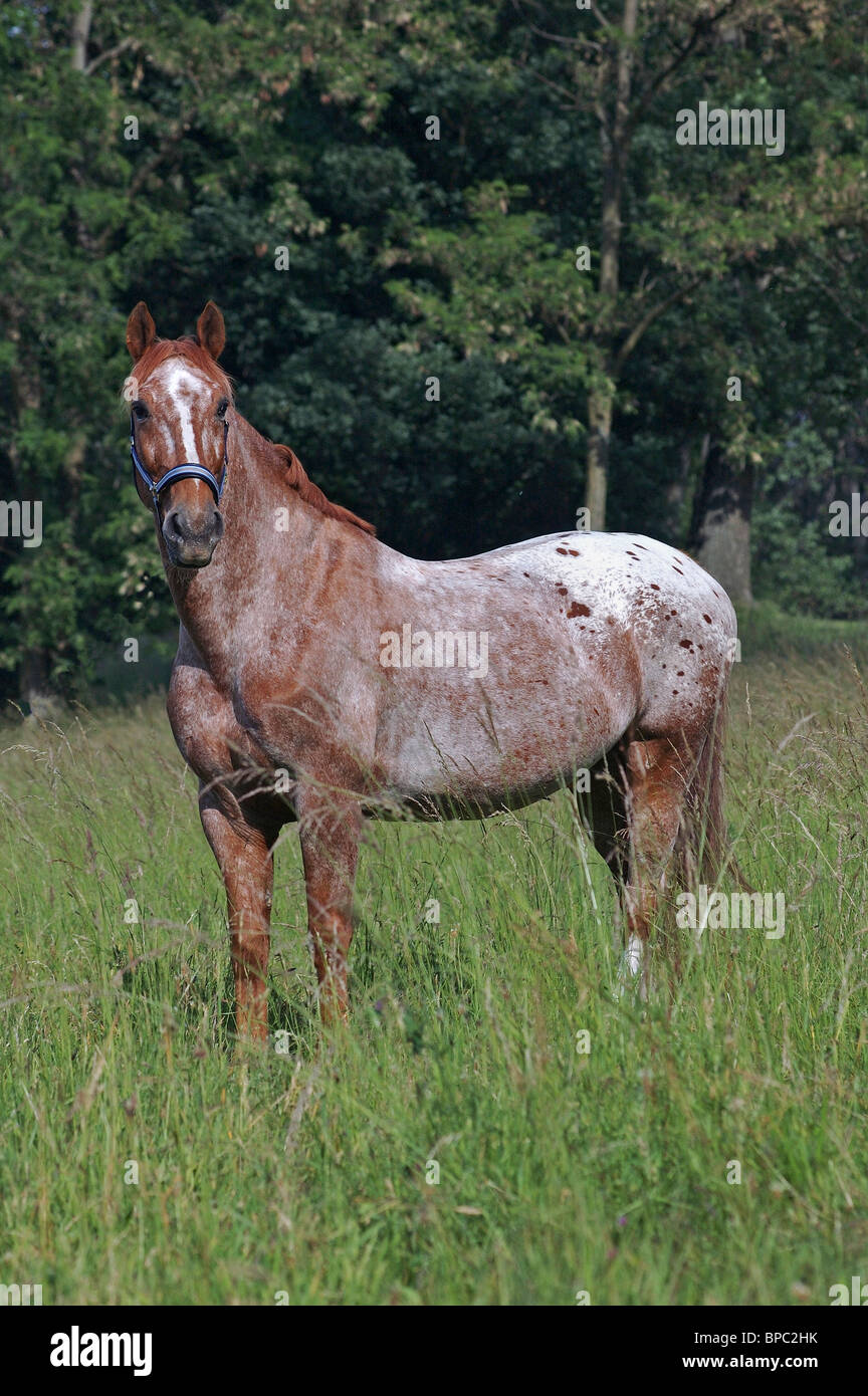 Knabstrupper cross hi-res stock photography and images - Alamy