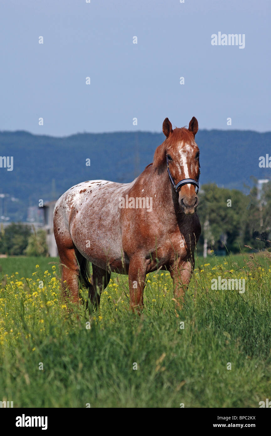 Knabstrupper cross hi-res stock photography and images - Alamy