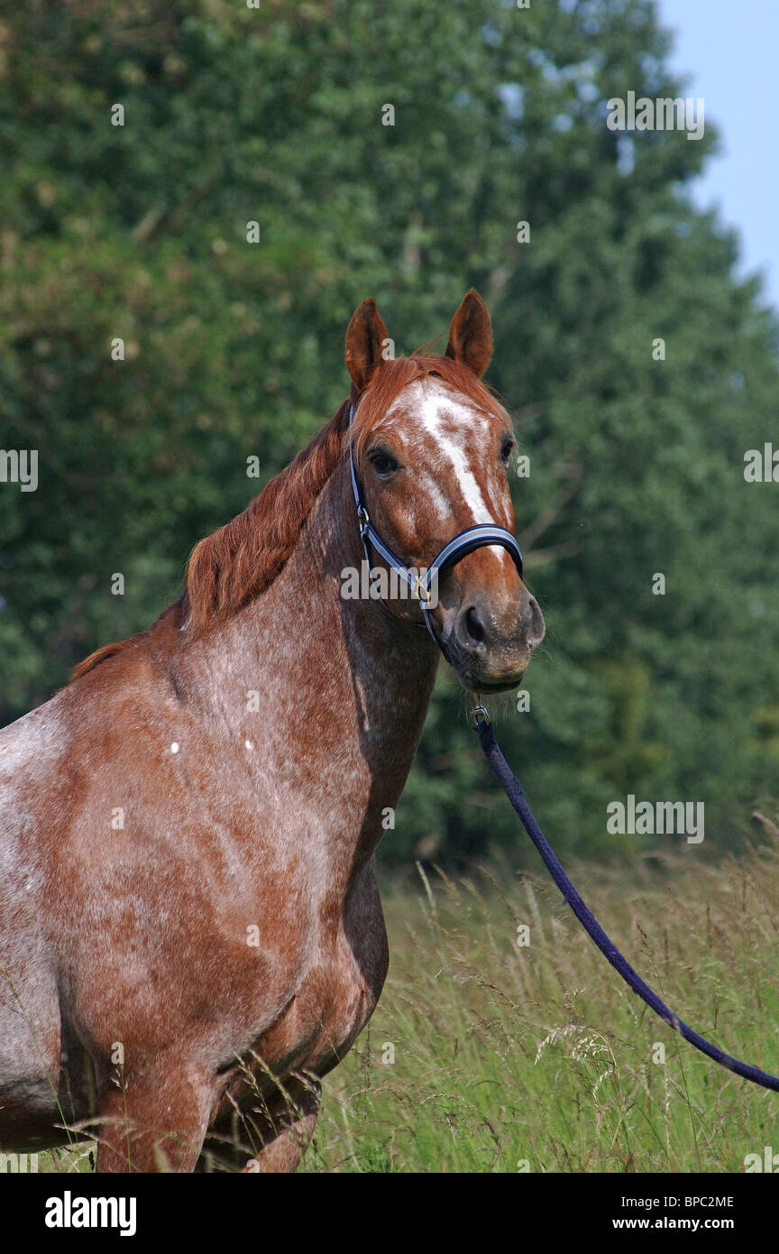 Knabstrupper cross hi-res stock photography and images - Alamy