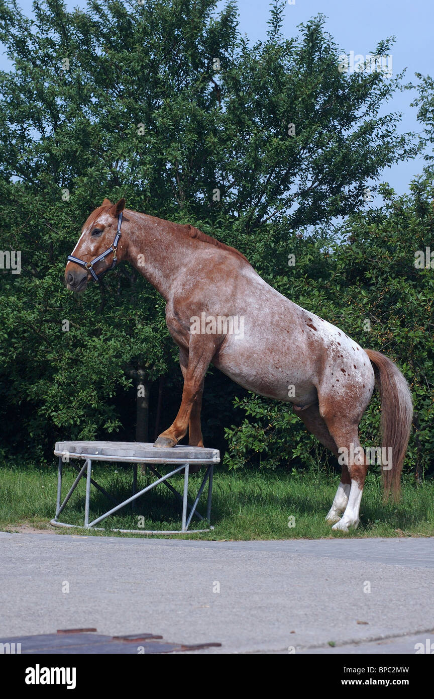 Knabstrupper cross hi-res stock photography and images - Alamy