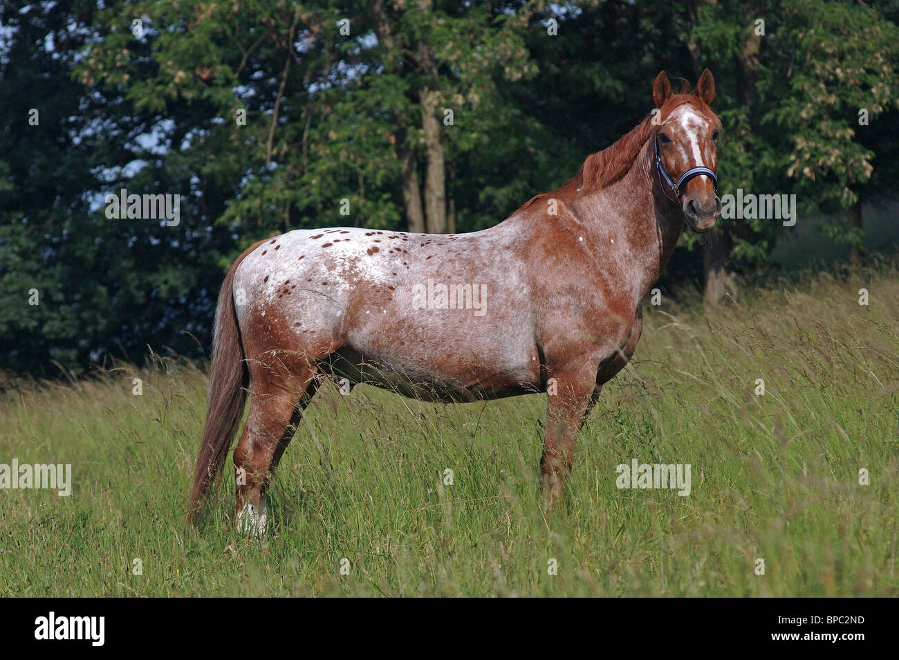 Knabstrupper cross hi-res stock photography and images - Alamy