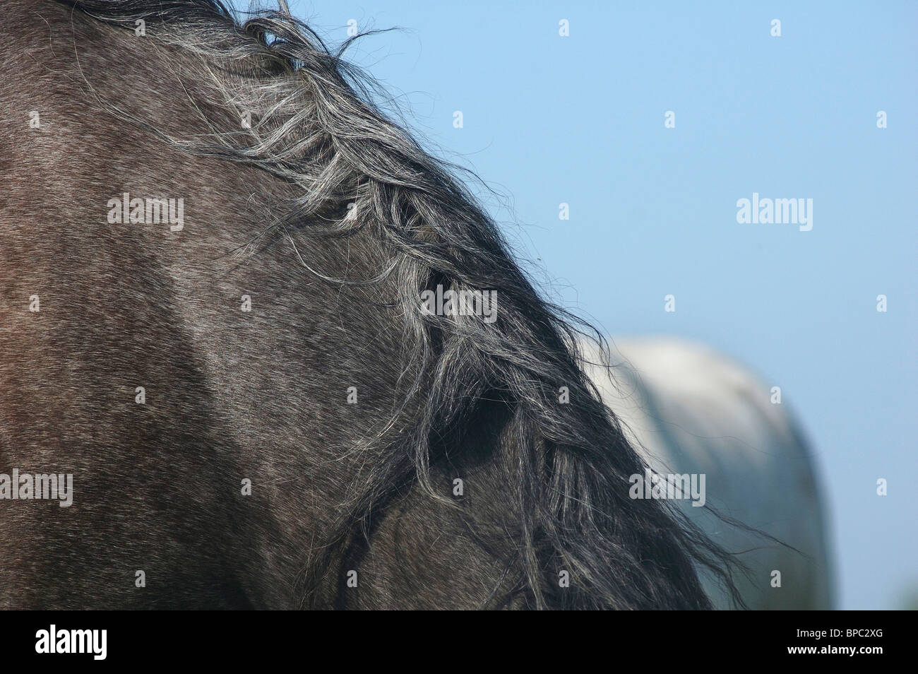 Horse crest hi-res stock photography and images - Alamy