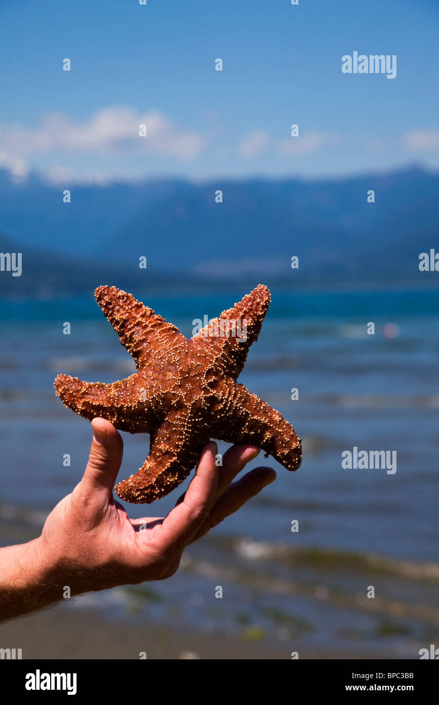 Live starfish hi-res stock photography and images - Alamy