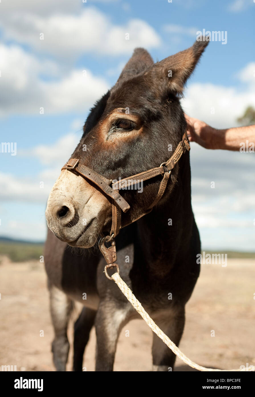 Profile portrait of a donkey with harness in a field Stock Photo - Alamy