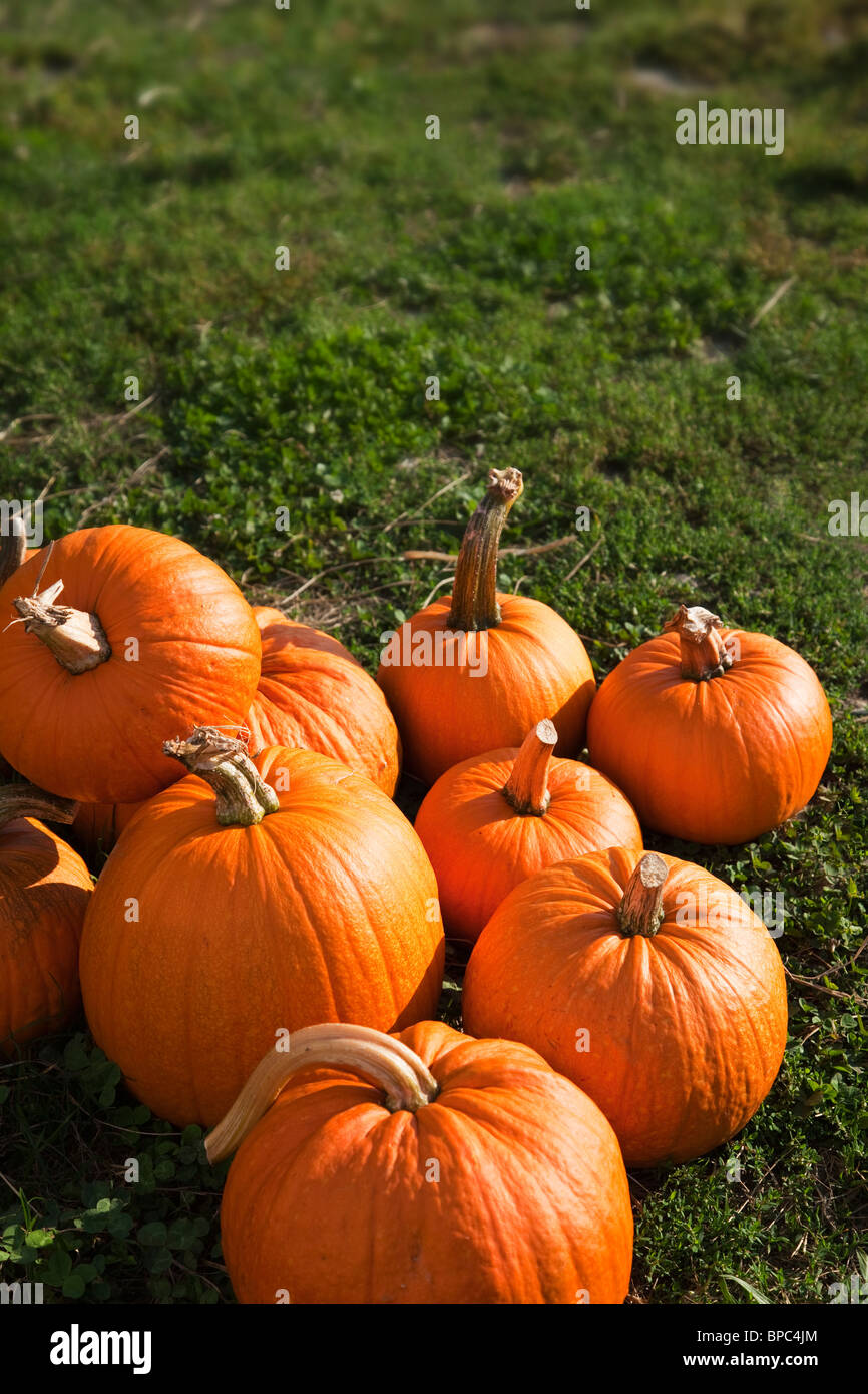 Pumpkins on grass Stock Photo - Alamy