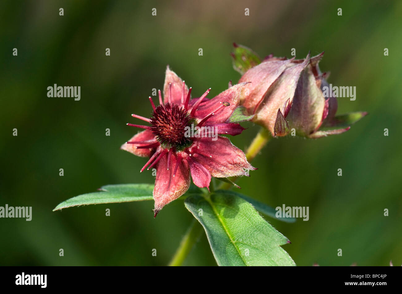 Marsh Cinquefoil (Comarum palustre, Potentilla palustris), flower and ...