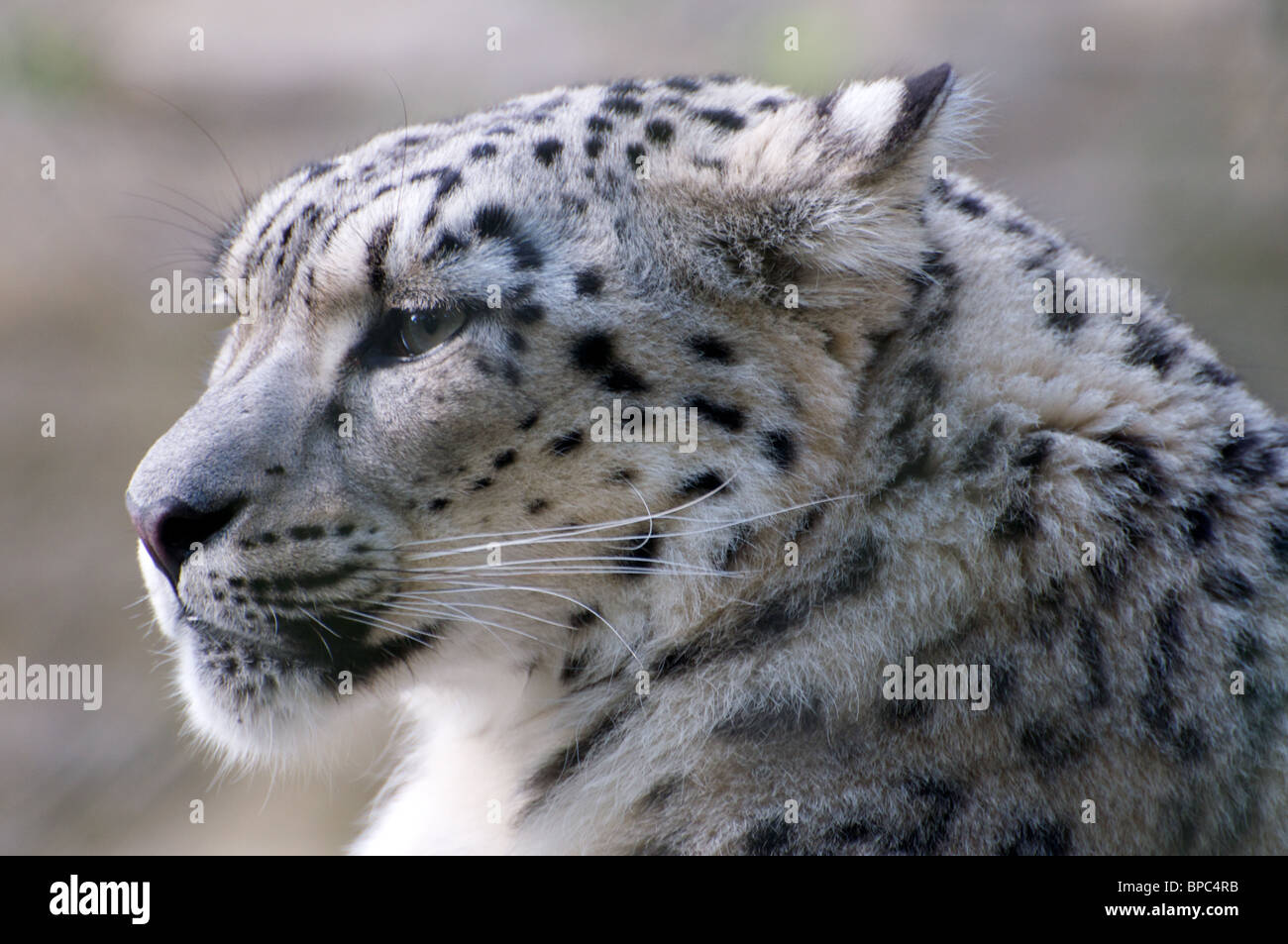 Female snow leopard (head shot Stock Photo - Alamy