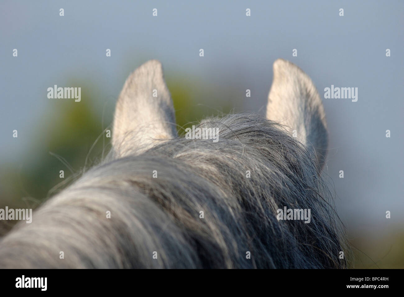 Horses ears back hi-res stock photography and images - Alamy