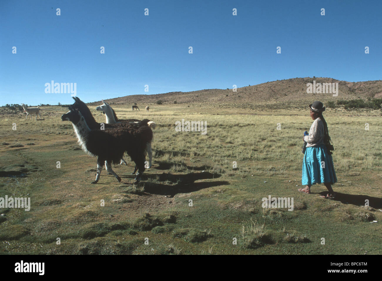 BOLIVIA NATIVE AYMARA WOMAN GRAZING LLAMAS AND ALPACAS IN THE ALTIPLANO ...