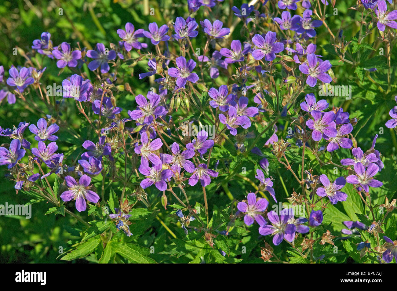 Geranium plant stand hi-res stock photography and images - Alamy
