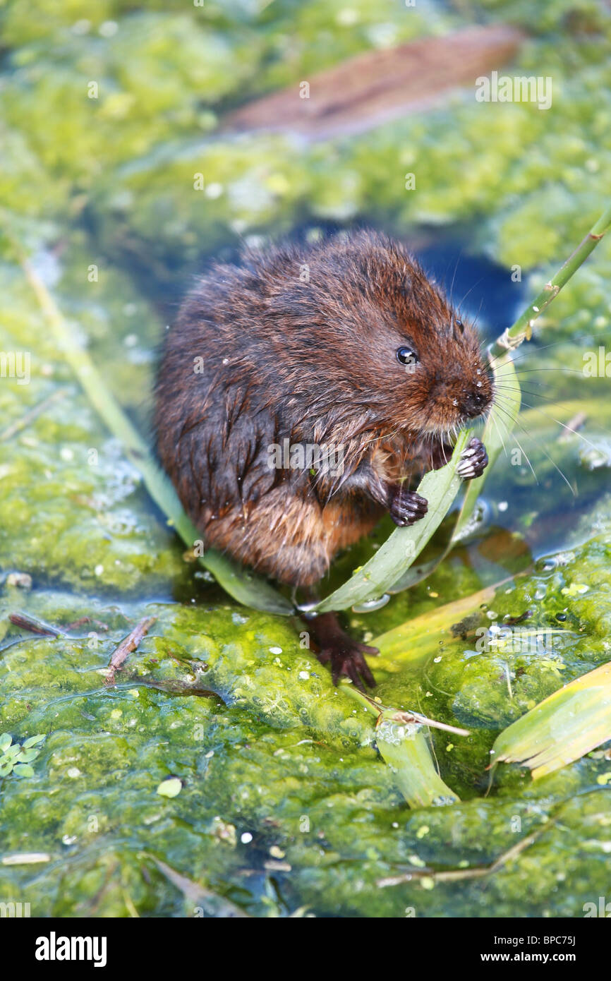 European Water Vole feeding Stock Photo - Alamy