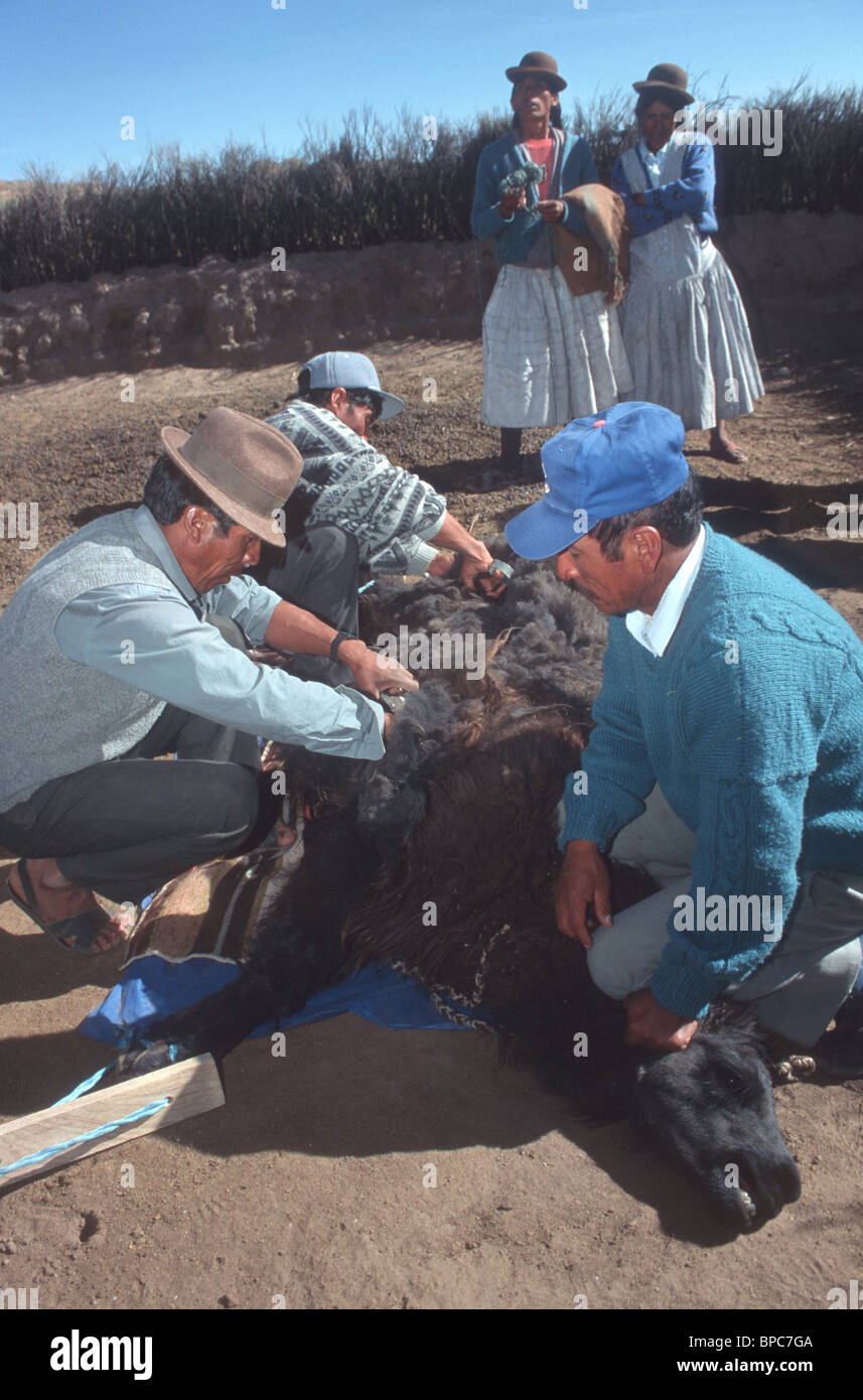 BOLIVIA NATIVE AYMARA PEOPLE SHEARING LLAMAS IN THE ALTIPLANO Stock ...